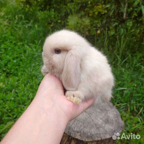 Карликовые крольчата