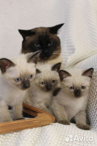 Кошки