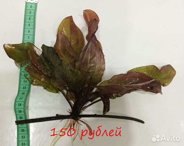 Эхинодорусы