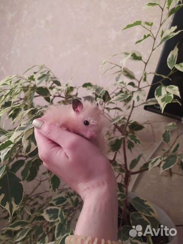 Сирийские хомячки