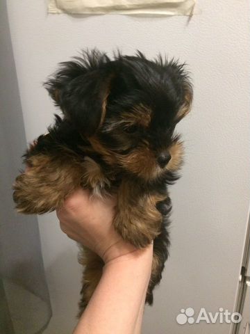 Йоркширский терьер