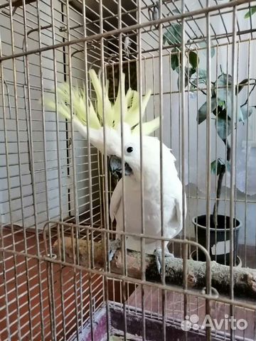 Продаю какаду, самец