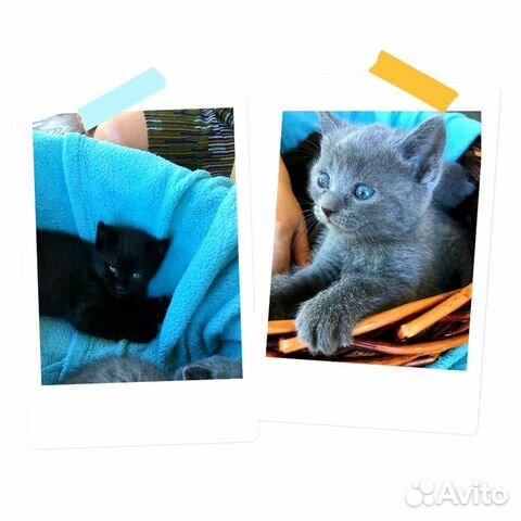 Британские котята