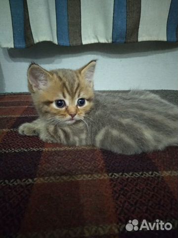 Шотландские котята