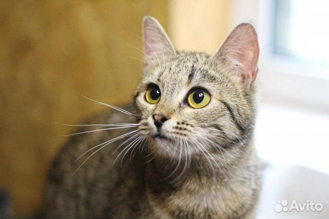 Красавица Мишель