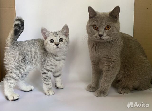 Британский котёнок окрас вискас + Мама на фото