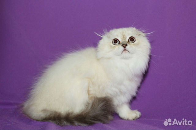 Снежная красавица