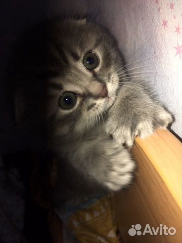 Вислоукий кот «Кокос»