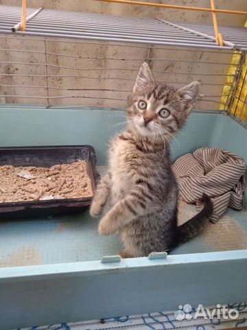 Отлам котенка