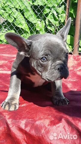 Девочка blue tan