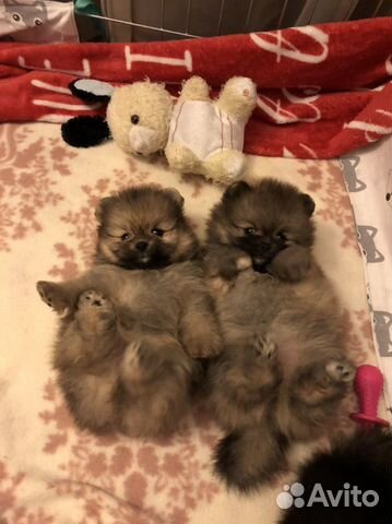 Щенки шпица