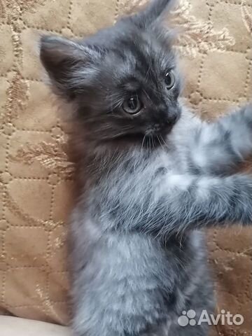 Котенок в добрые руки