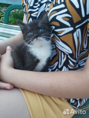 Котята-малышата