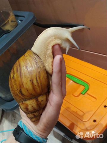 Улитка архахатина овум