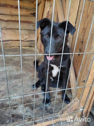 Собака в добрые руки привезу