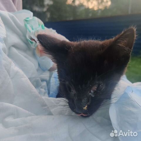 Кошки в добрые руки бесплатно