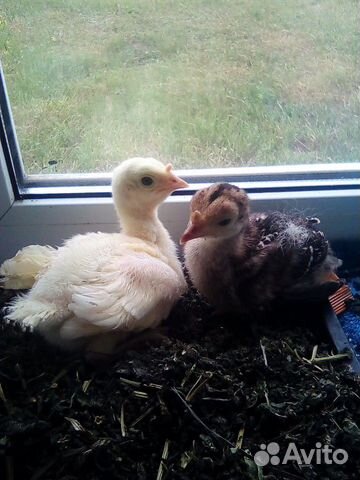 Индюшата подрощенные