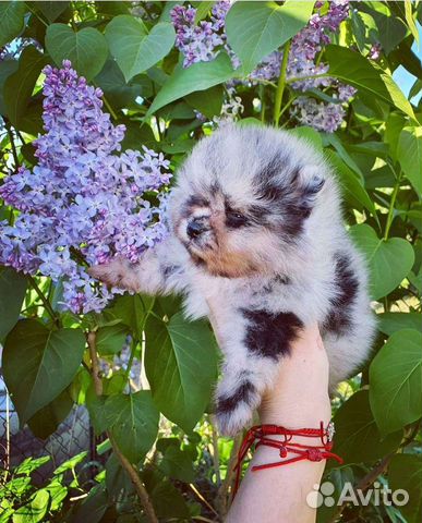 Шикарнейший голубоглызый малыш медвежонок минюшка