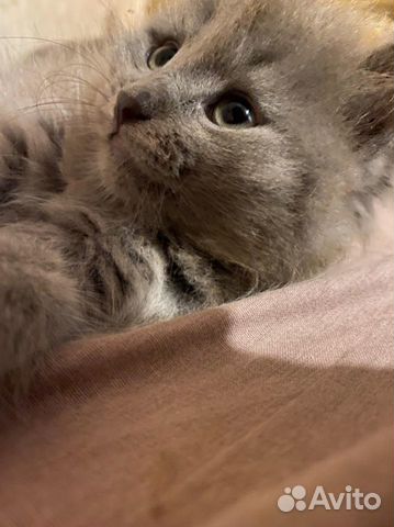 Котёнок в добрые руки