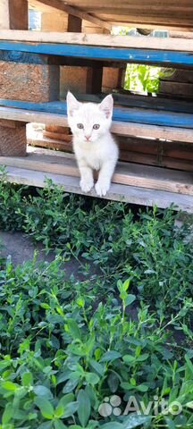 Ищем хозяев котятам