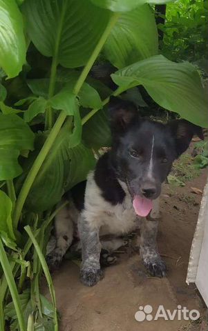 Малорослая собачка в добрые руки