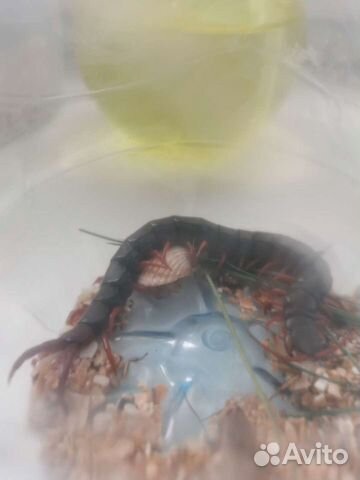 Сколопендра