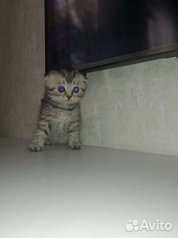 Шотландские вислоухие котята мраморные