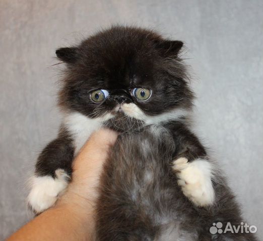 Котик персидской породы