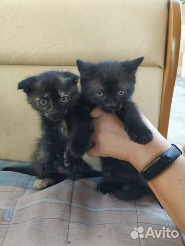 Отдам бесплатно котят полтора месяца здоровые ухож