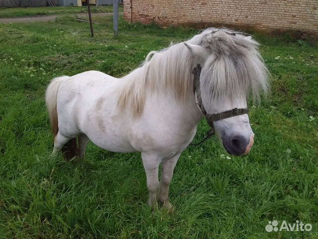 Пони Шотландский