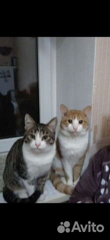 Серафим ищет дом