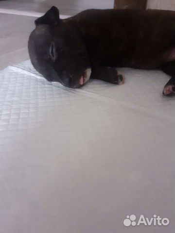 Щенк стаффорда, девочка, 1.5 месяца