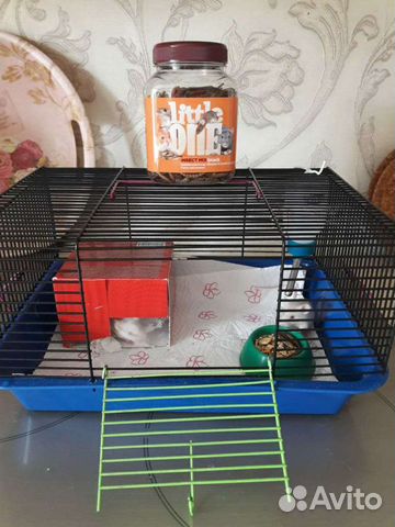 Мышки домашние ручные