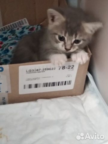 Отдам кошу Оливку в добрые руки