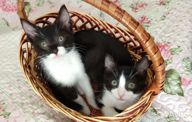Котята