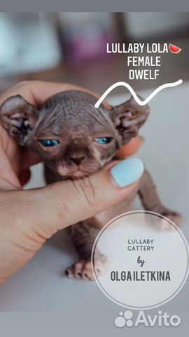 Котята двельфы