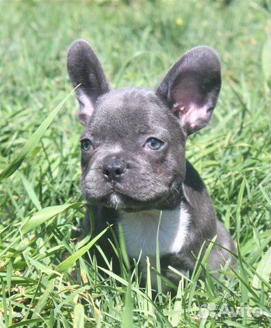 Французский бульдог голубой солид