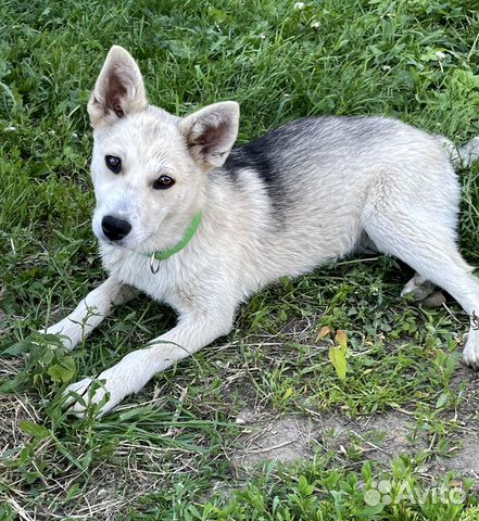 Миниатюрная лайка в дар