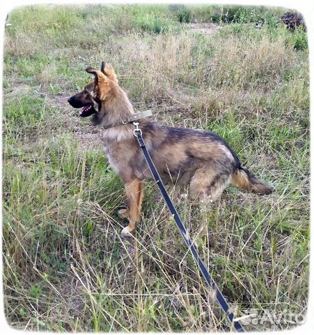 Молоденькая девочка метис бенгальской овчарки