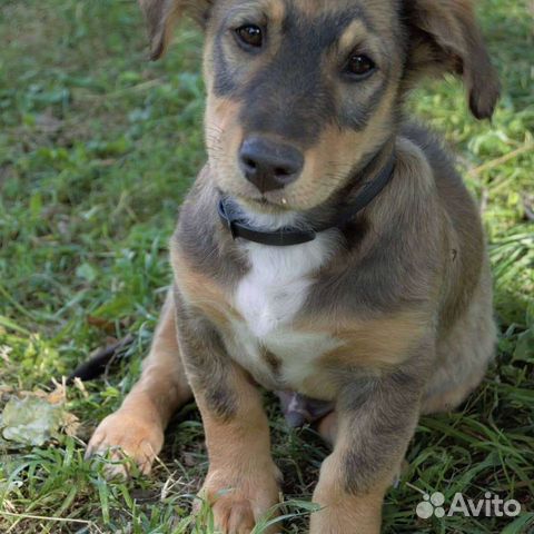 Коротколапик Тишка