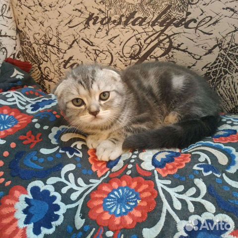 Котята шотландцы вислоухие