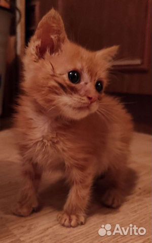 Рыжий котенок мальчик