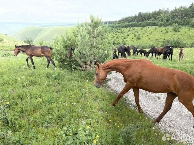 Английские чистокровные кобылы