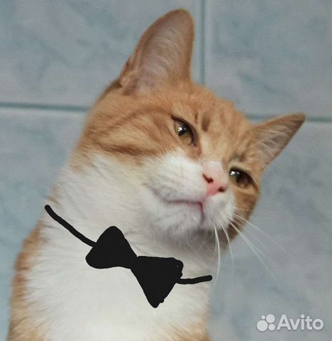 Кот Баааааарсик