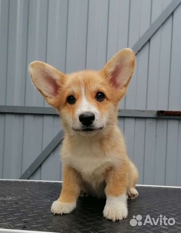 Мальчишка вельш корги пемброк