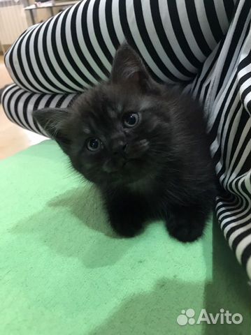 Дымчатый британский котёнок