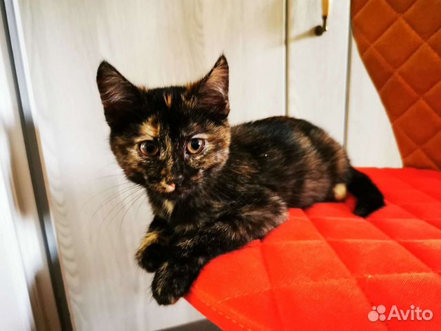 Котёнок в дар