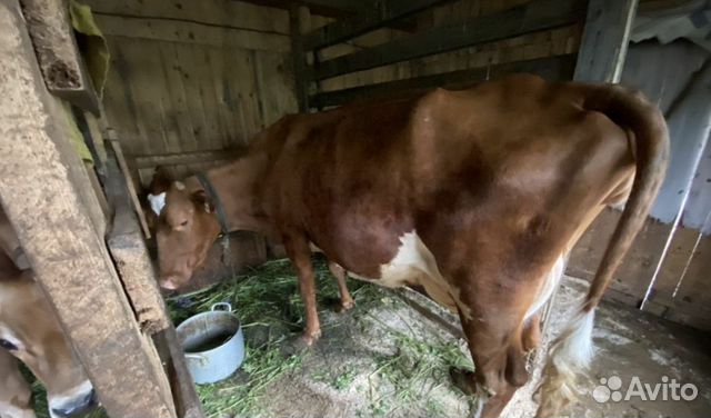 Корова Альширской породы