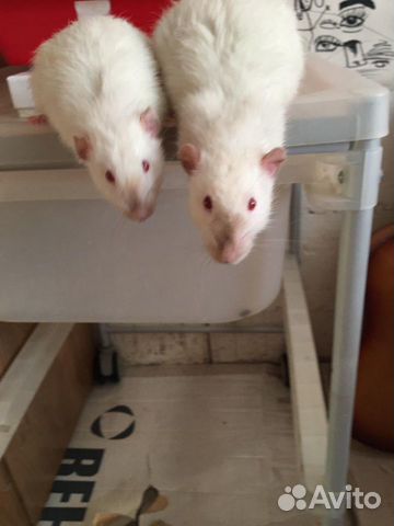 Крысы Дамбо с клеткой