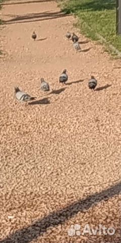 Продажа голубей оптом